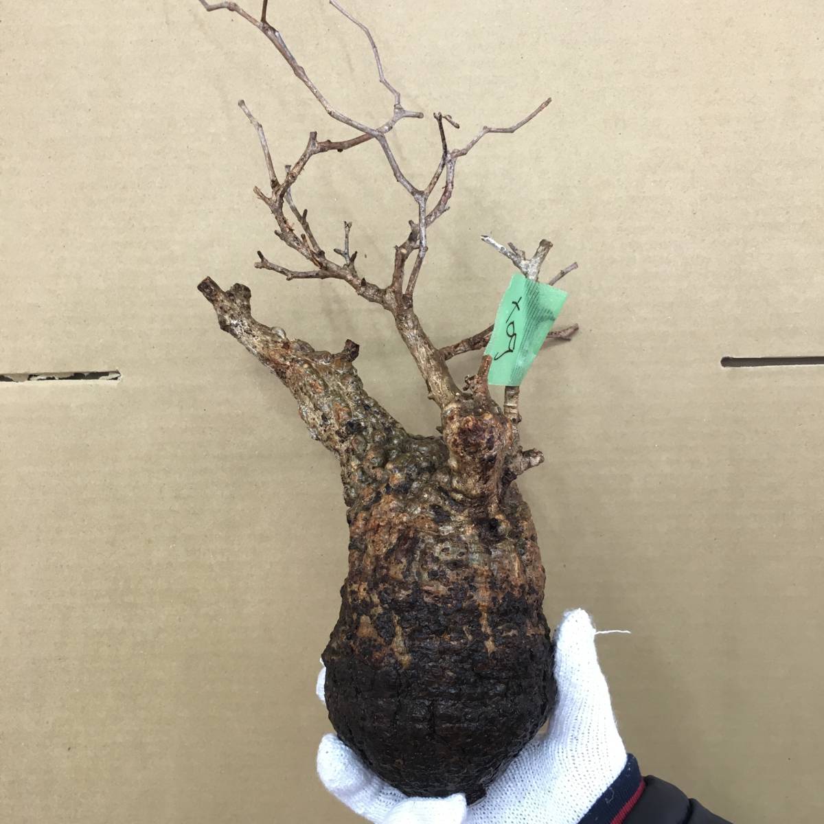 Yahoo!オークション - X09 未発根ベアルート株オペルクリカリア パキプ...