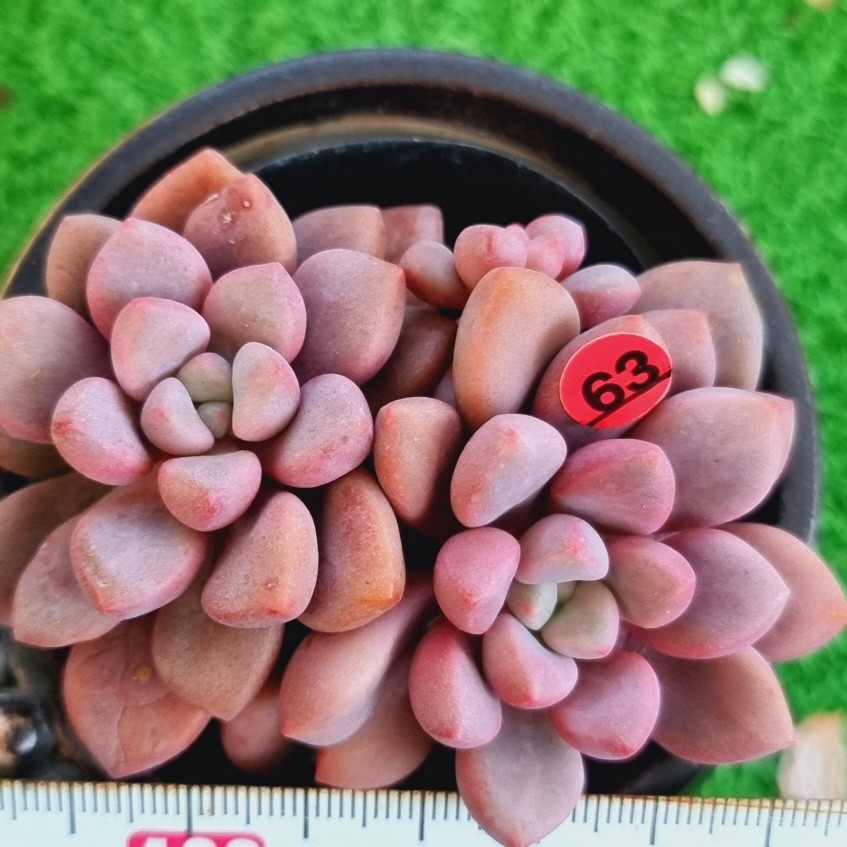 Yahoo!オークション - 0125-R363 アバンガルド エケベリア 多肉植物 韓...