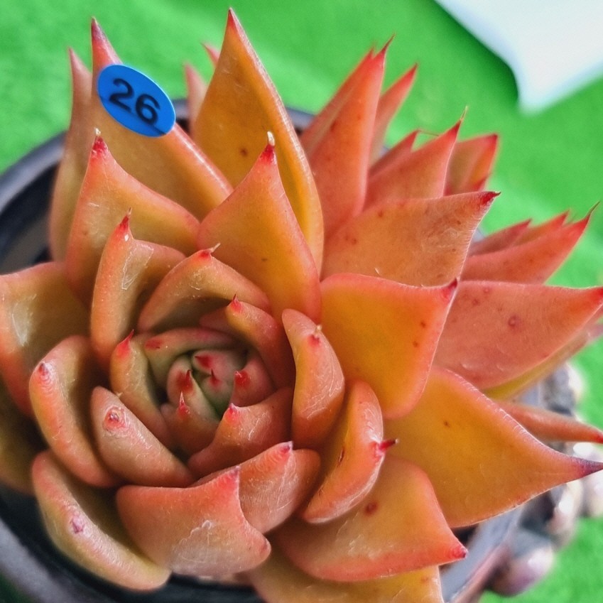 Yahoo!オークション - 0116-B026 マクアモンド エケベリア 多肉植物 韓...