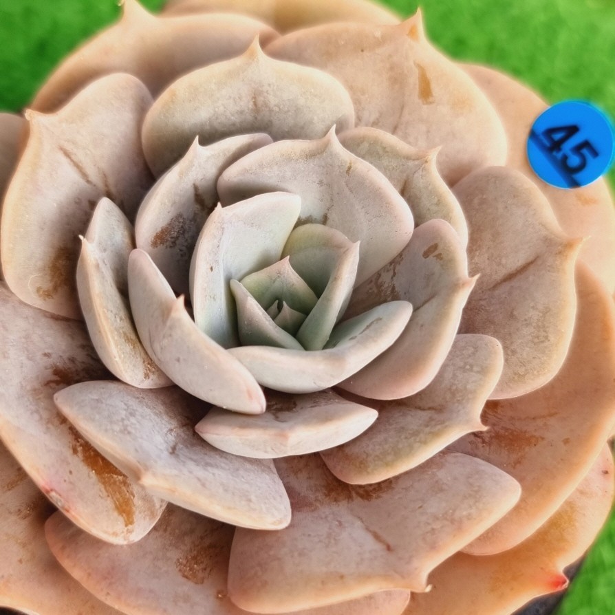 Yahoo!オークション - 0112-B245 ビューティー エケベリア 多肉植物 韓...