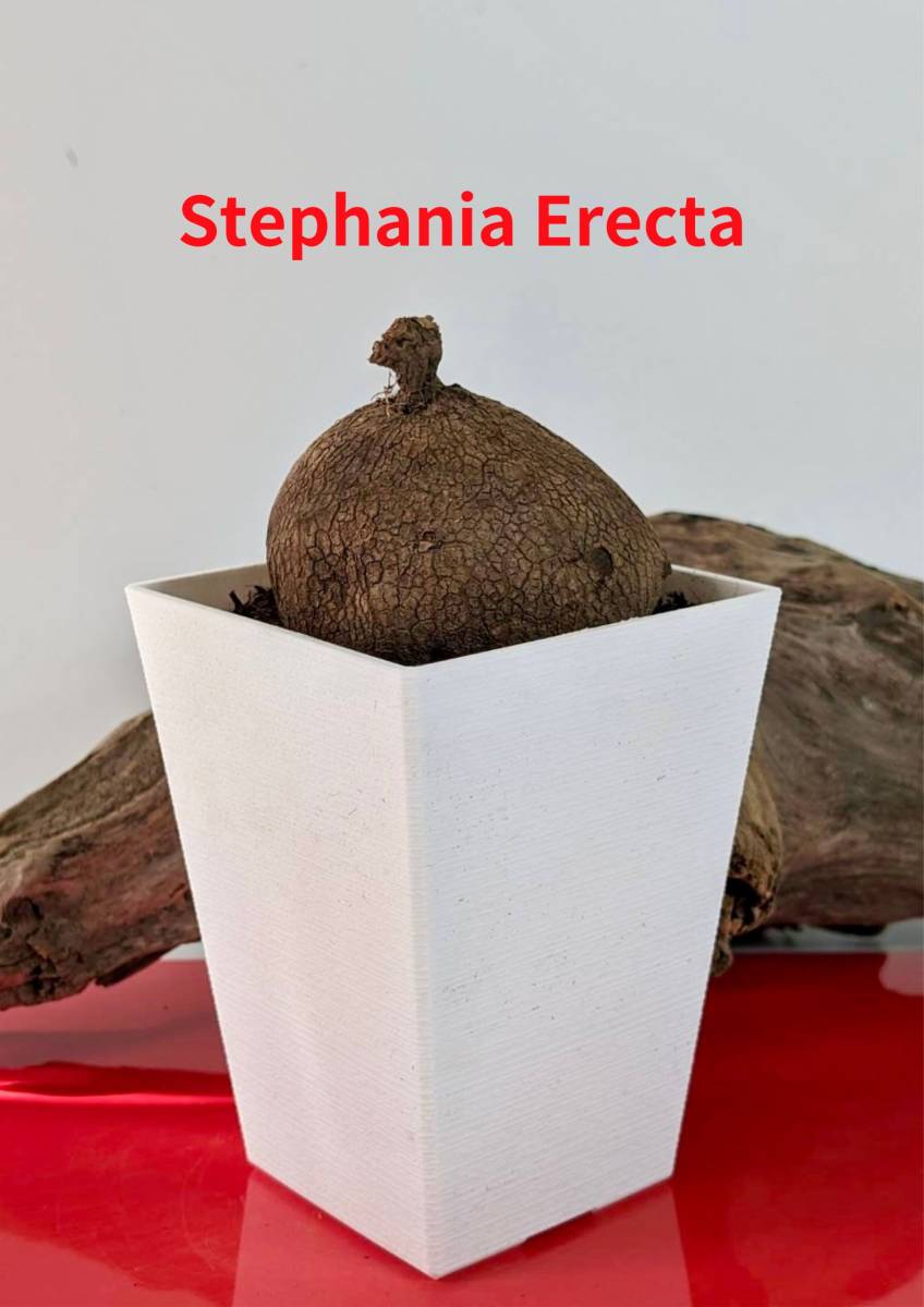 Yahoo!オークション - 塊根植物 stephania erecta ステファニア エレク...