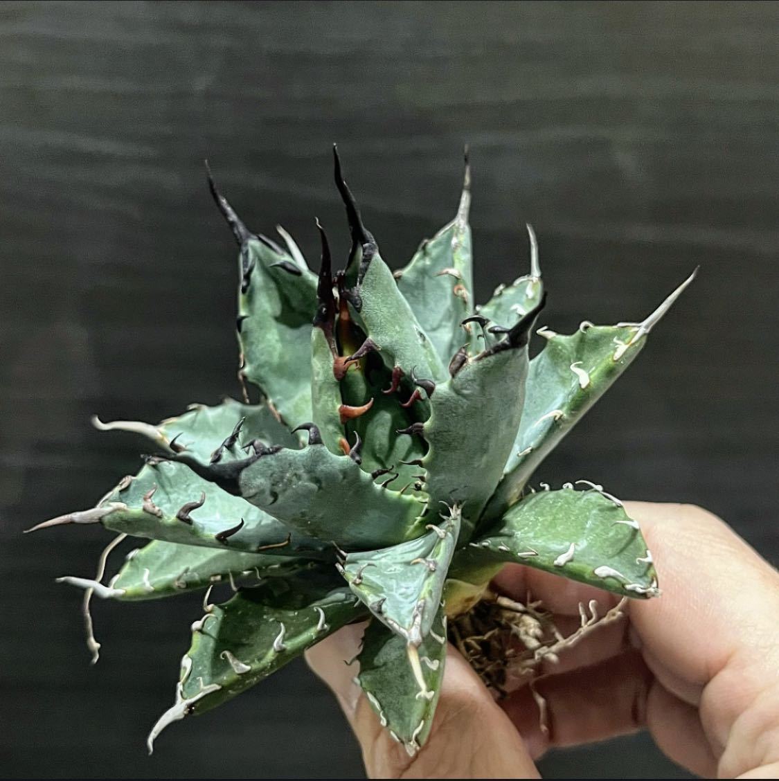 hp 17 アガベ ユタエンシス ネバデンシス×チタノタブラックアンドブルー レアハイブリッド osp育成株 w約10cm(アガベ)｜売買されたオークション情報、yahooの商品情報を ...