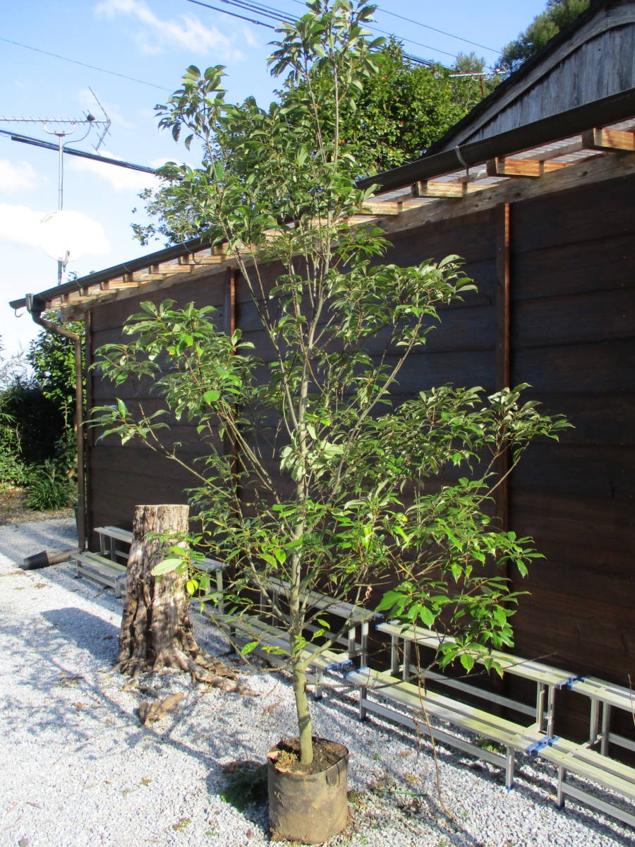 Yahoo!オークション - どんぐりの木 アラカシ H2.6m 2