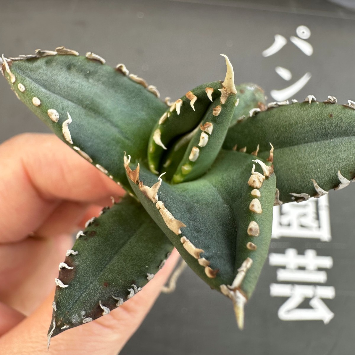 Yahoo!オークション - W27 【パンダ園芸】特選 アガベ 多肉植物 チタノ...