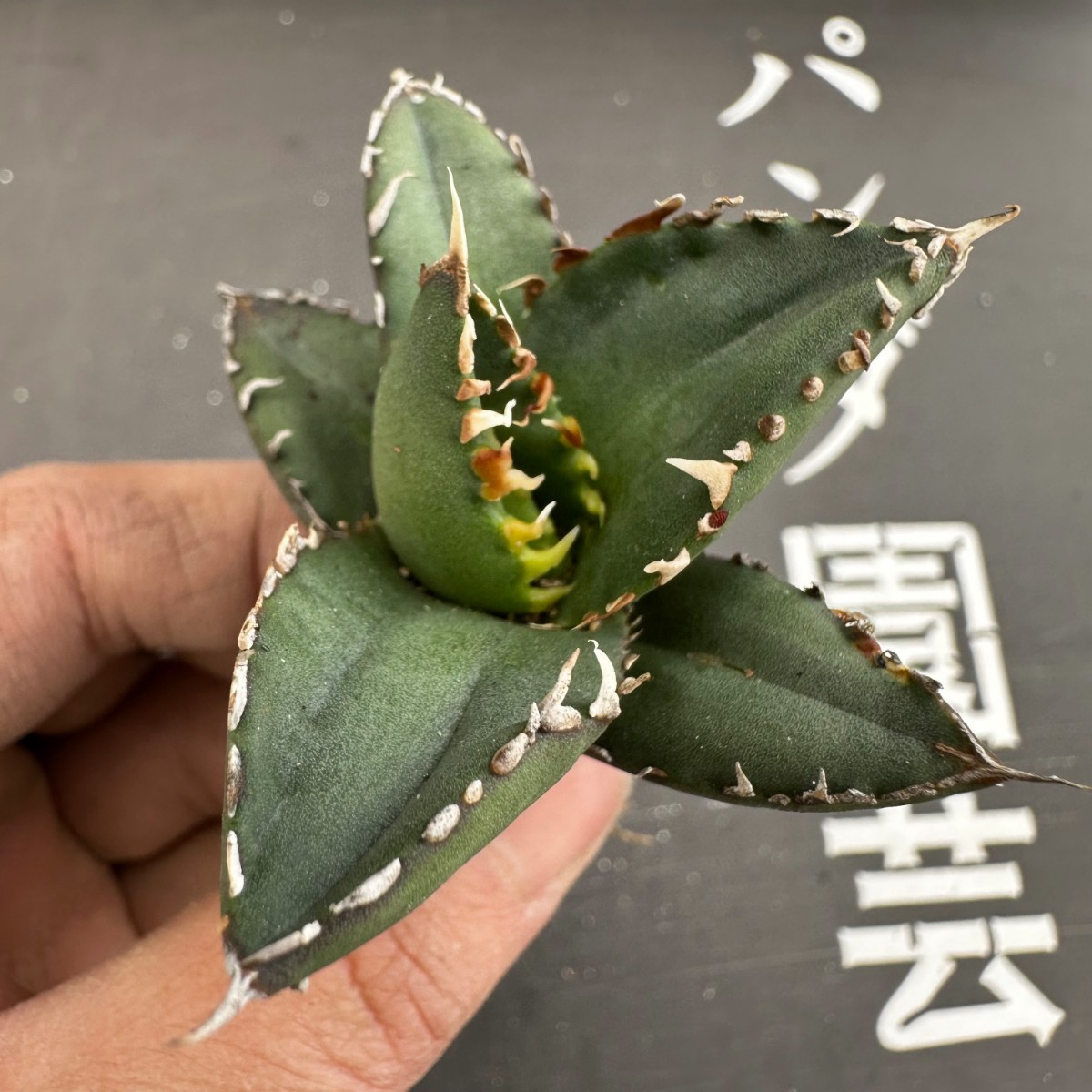 Yahoo!オークション - D49 【パンダ園芸】特選 アガベ 多肉植物 チタノ...