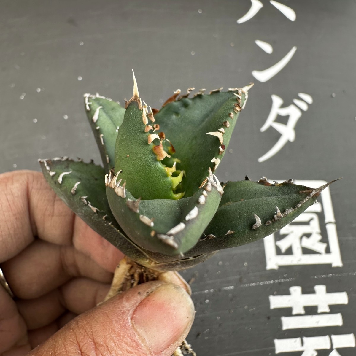 Yahoo!オークション - D49 【パンダ園芸】特選 アガベ 多肉植物 チタノ...