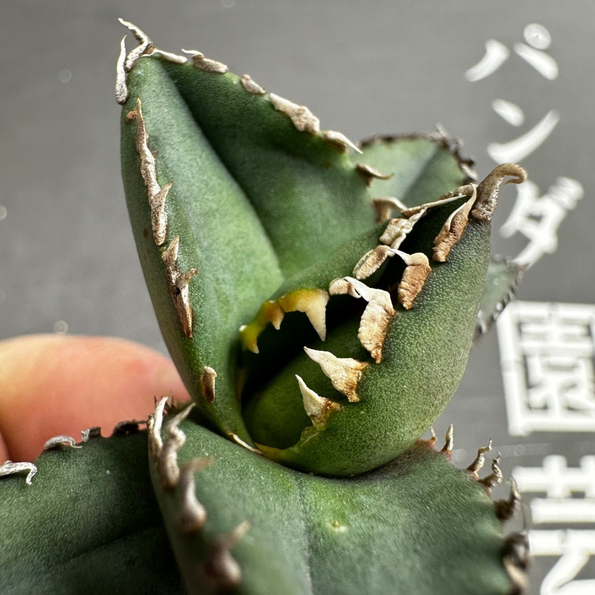 Yahoo!オークション - F19【パンダ園芸】特選 アガベ 多肉植物 チタノ...