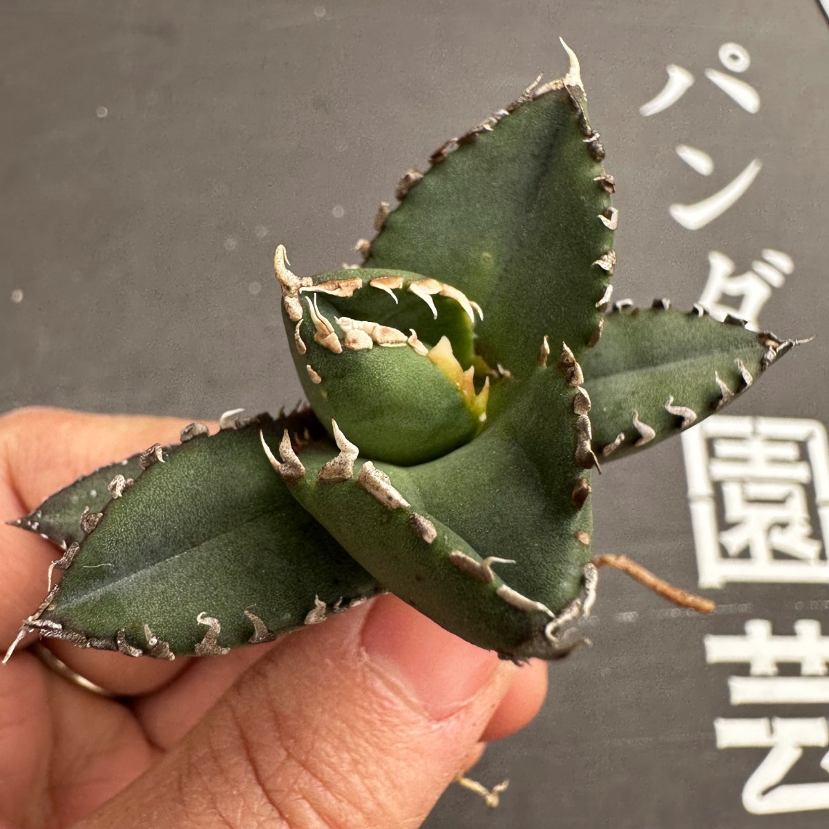 Yahoo!オークション - F19【パンダ園芸】特選 アガベ 多肉植物 チタノ...