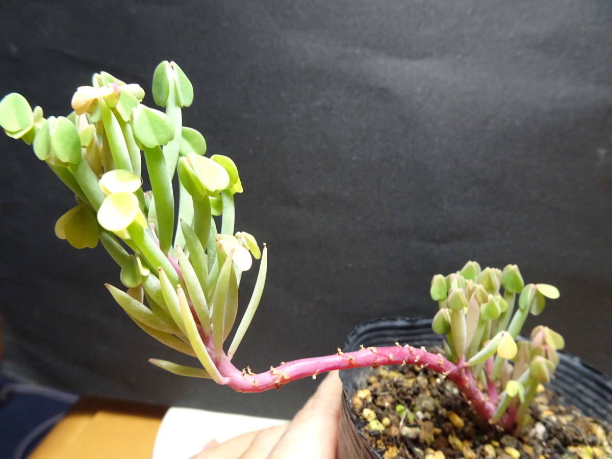 Yahoo!オークション - オキザリス・ヘレラエ(Oxalis herrerae)