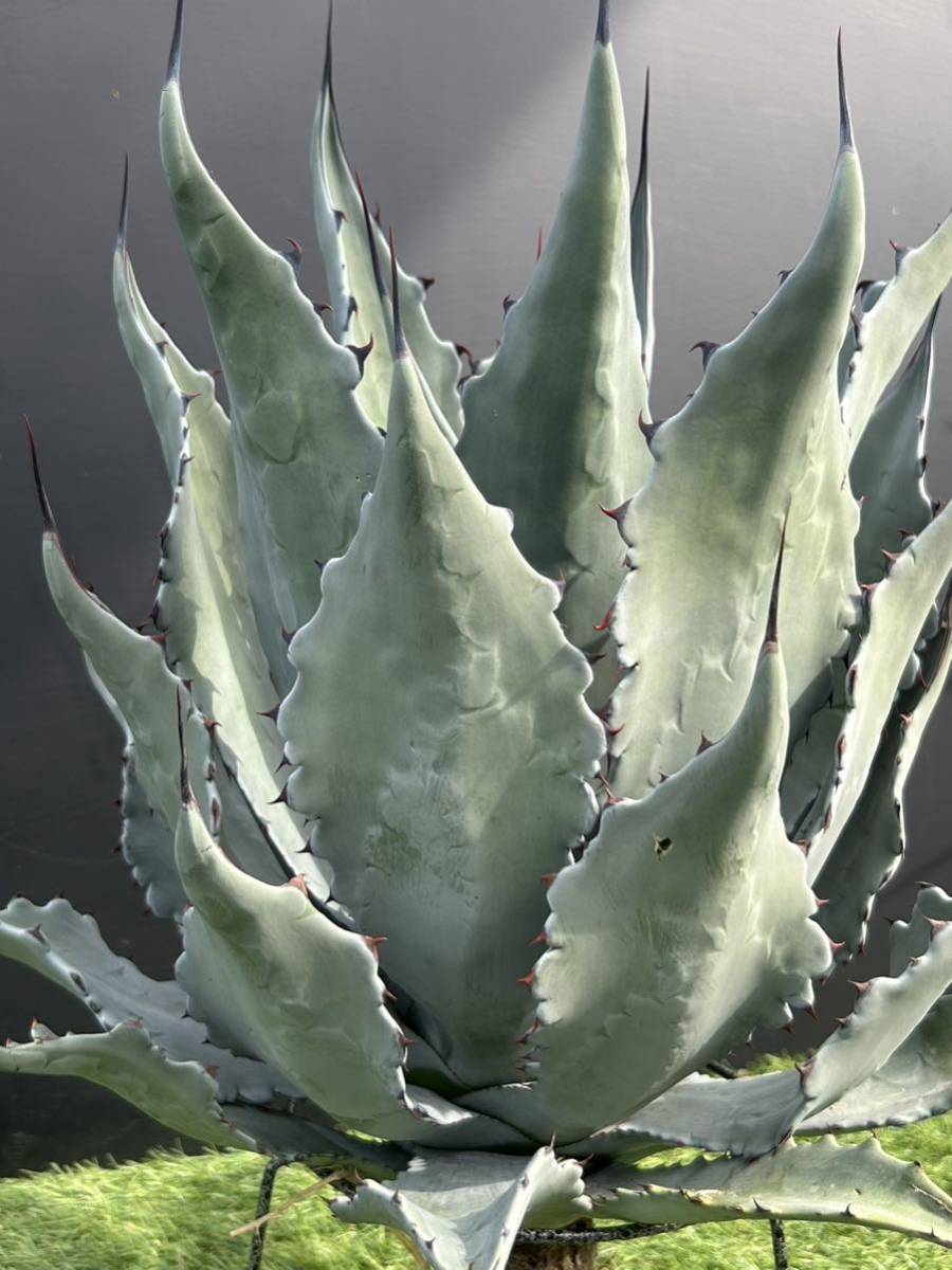 Agave colorata Hybrid アガベ コロラータ ハイブリッド サルコロ 特大株 美株(アガベ)｜売買されたオークション情報、yahooの商品情報をアーカイブ公開 ...