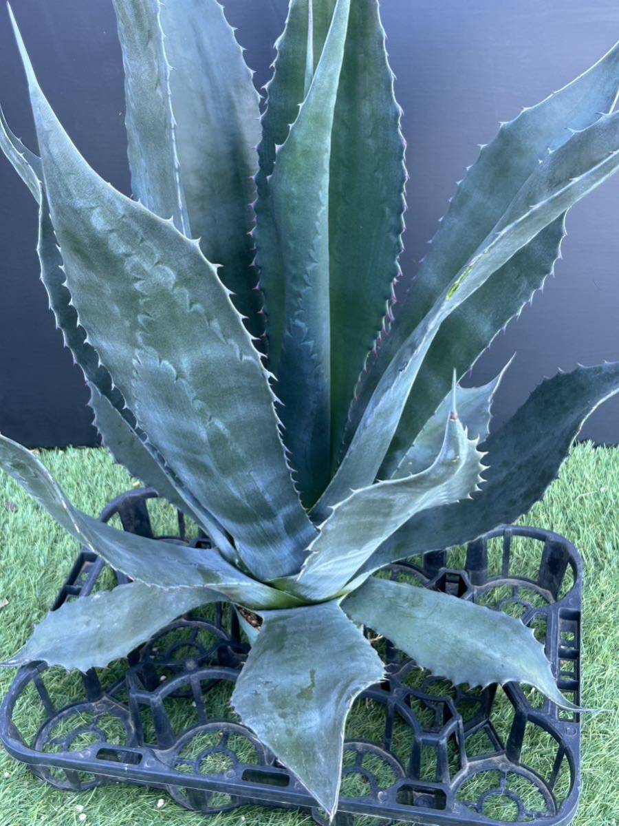 Yahoo!オークション - Agave atrovirens var. sigmatophylla Yahoo!オークション - Agave atrovirens var. sigmatophylla