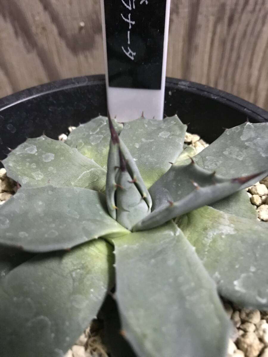 Yahoo!オークション - 1円スタート アガベ アプラナータ