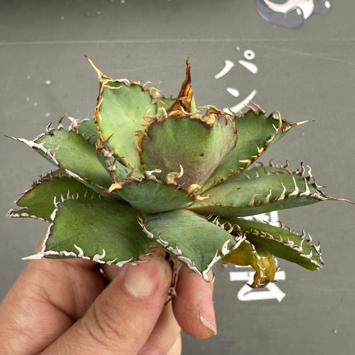 Yahoo!オークション - H57【パンダ園芸】多肉植物アガベ チタノタ フィ...