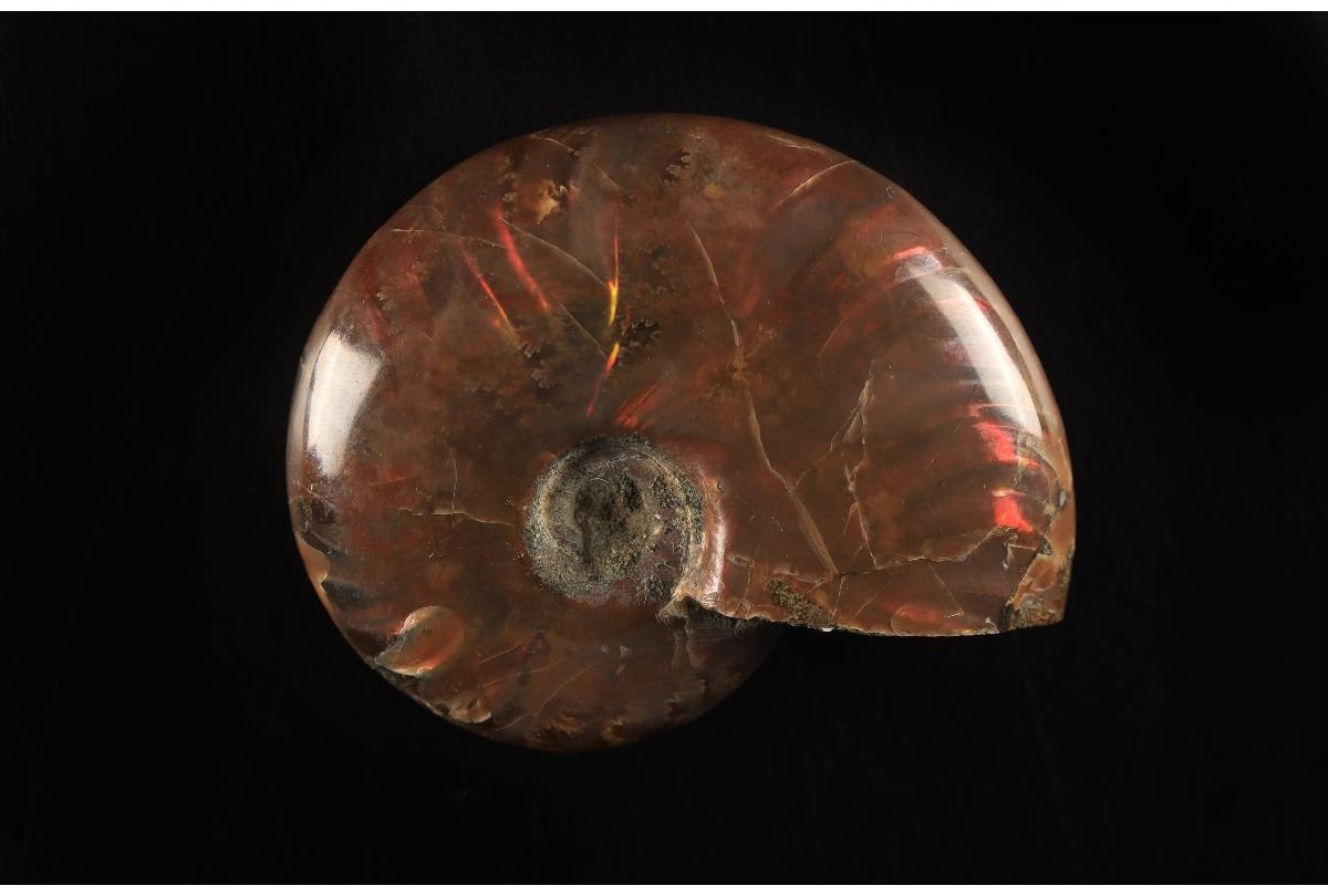 Yahoo!オークション - [URA]アンモライト/41g/10-2-73 (検索)骨董/標本...