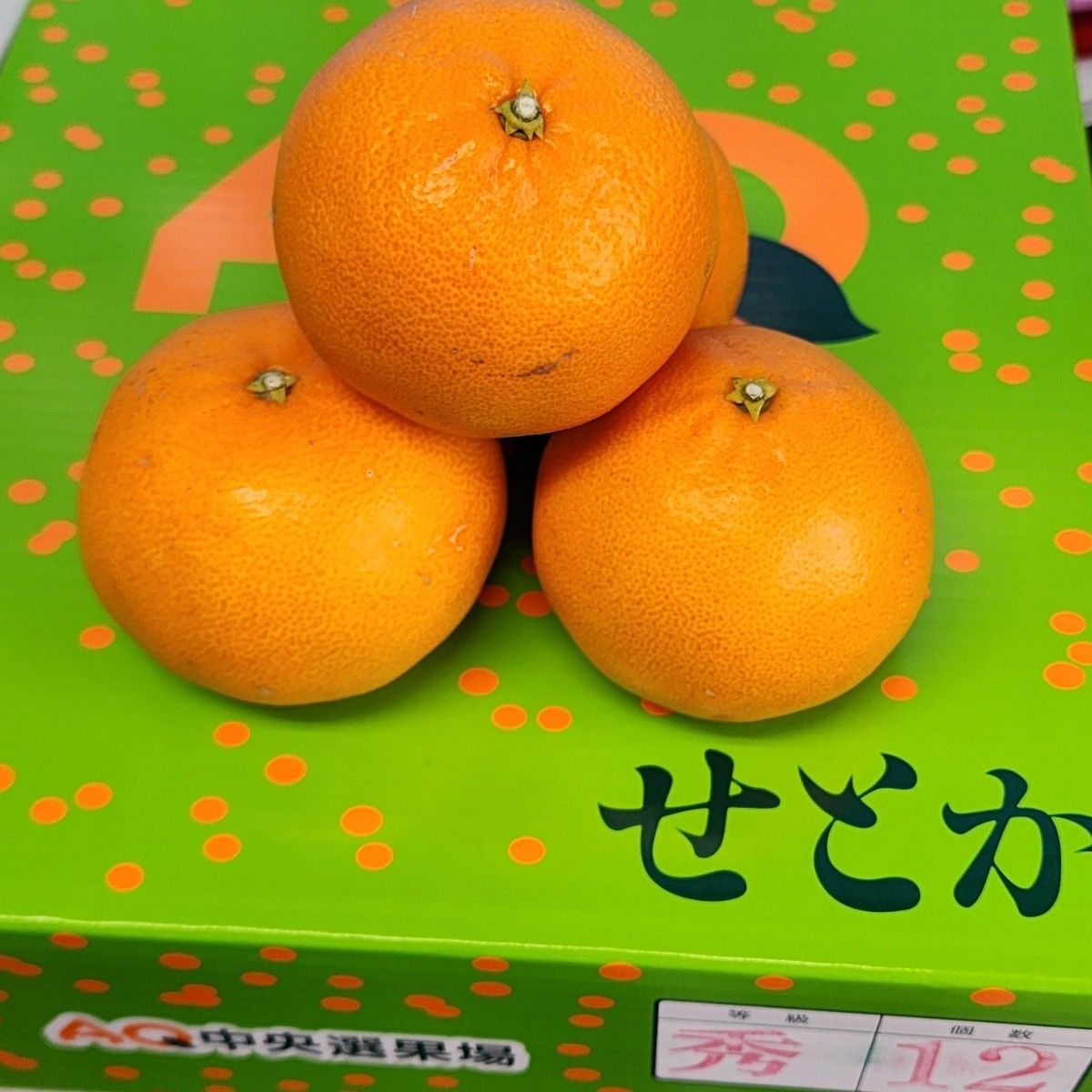2箱セット 和歌山産 柑橘 AQ A級 ギフト専用 みかん ハウス物 せ 2箱セット 和歌山産 柑橘 AQ A級 ギフト専用 みかん ハウス物 せ