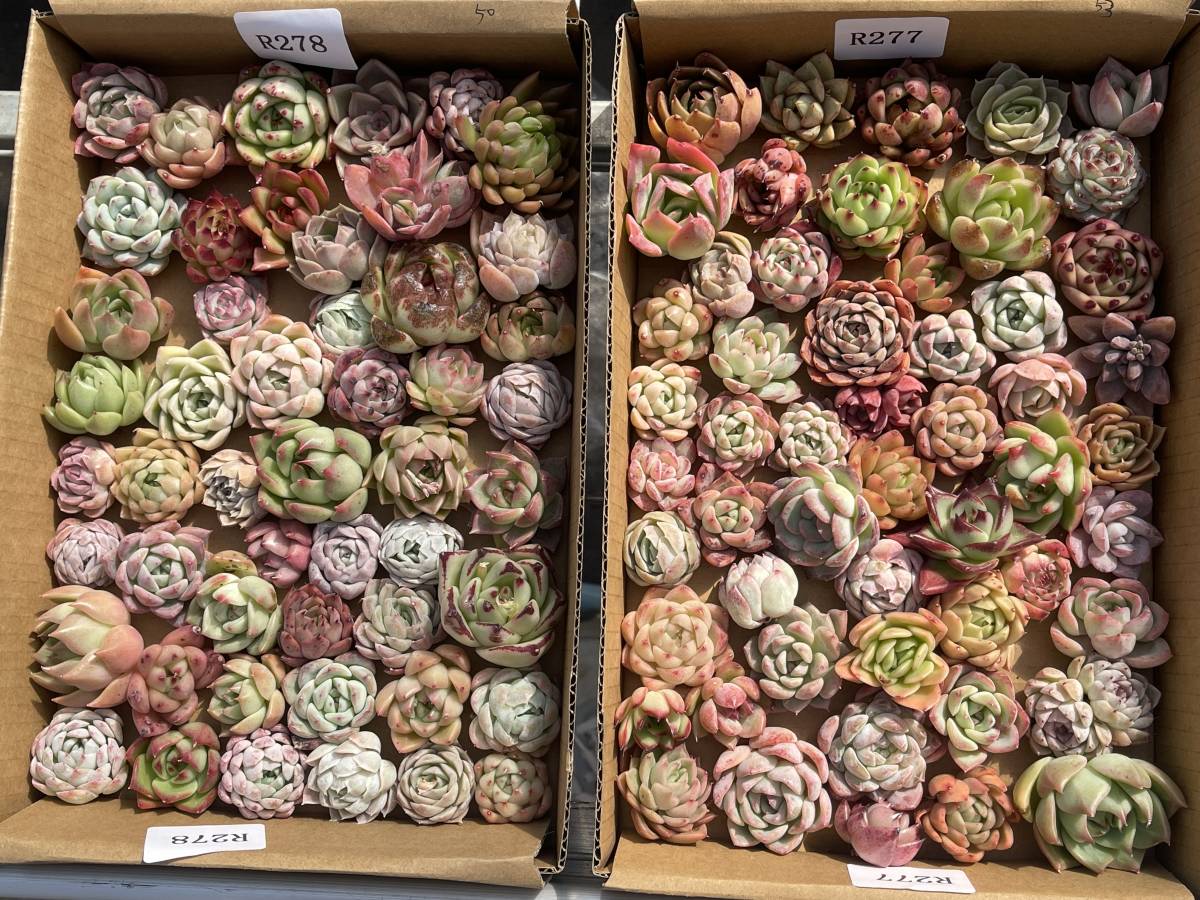 Yahoo!オークション - 53株 R277 多肉植物 エケベリア属 Echeveria DC ...