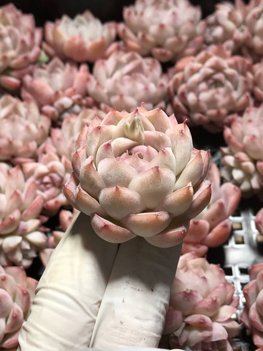 Yahoo!オークション - 30株 P562-1多肉植物 エケベリア 彩水晶 超美苗 ...