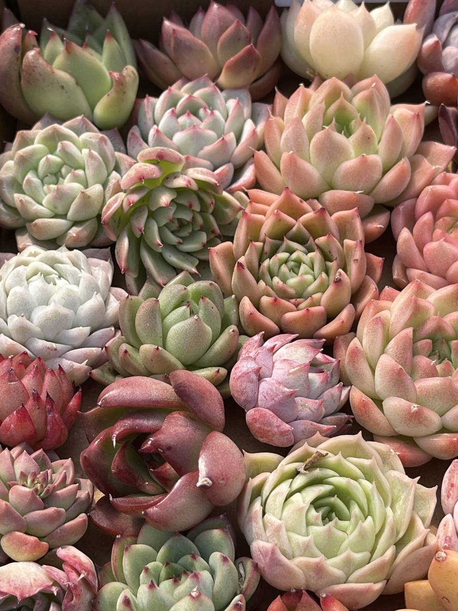 Yahoo!オークション - 39株 Q164 多肉植物 エケベリア属 Echeveria DC ...