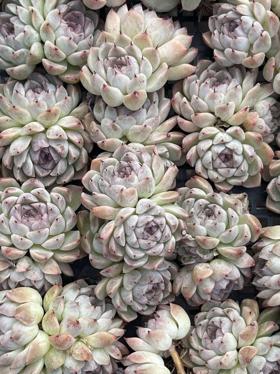 Yahoo!オークション - 33株 R24-3 多肉植物 エケベリア 紫霞の仙人 抜...