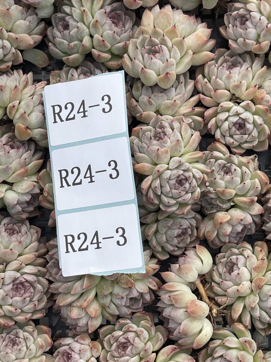 Yahoo!オークション - 33株 R24-3 多肉植物 エケベリア 紫霞の仙人 抜...