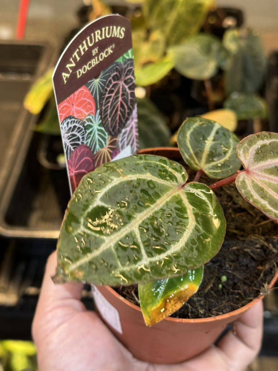 Yahoo!オークション - UJ Anthurium hybrid' Michael x (Michael Yahoo!オークション - UJ Anthurium hybrid' Michael x (Michael