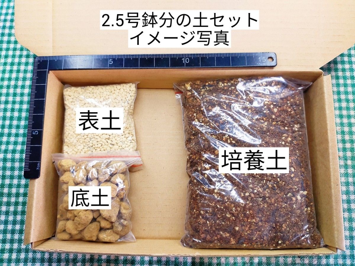 土付き S89 C373荒玉入り カラフルセット 多肉植物リトープス 土付き S89 C373荒玉入り カラフルセット 多肉植物リトープス