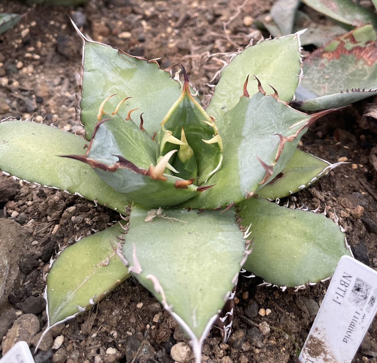 Yahoo!オークション - 特選 アガベ チタノタ FO-076 agave titanota