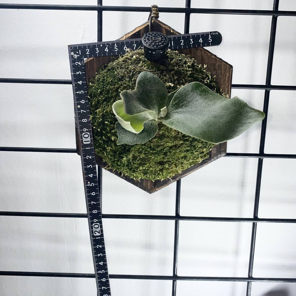 Yahoo!オークション - ギンカTC P.ginka TC ビカクシダ