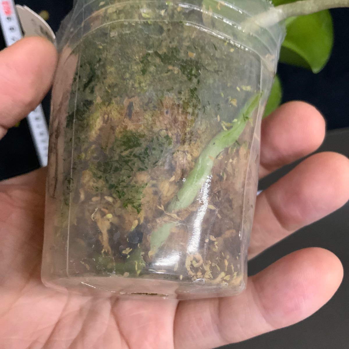 Yahoo!オークション - (^ ^)(352)Phal. Sogo Vieker ‘456’