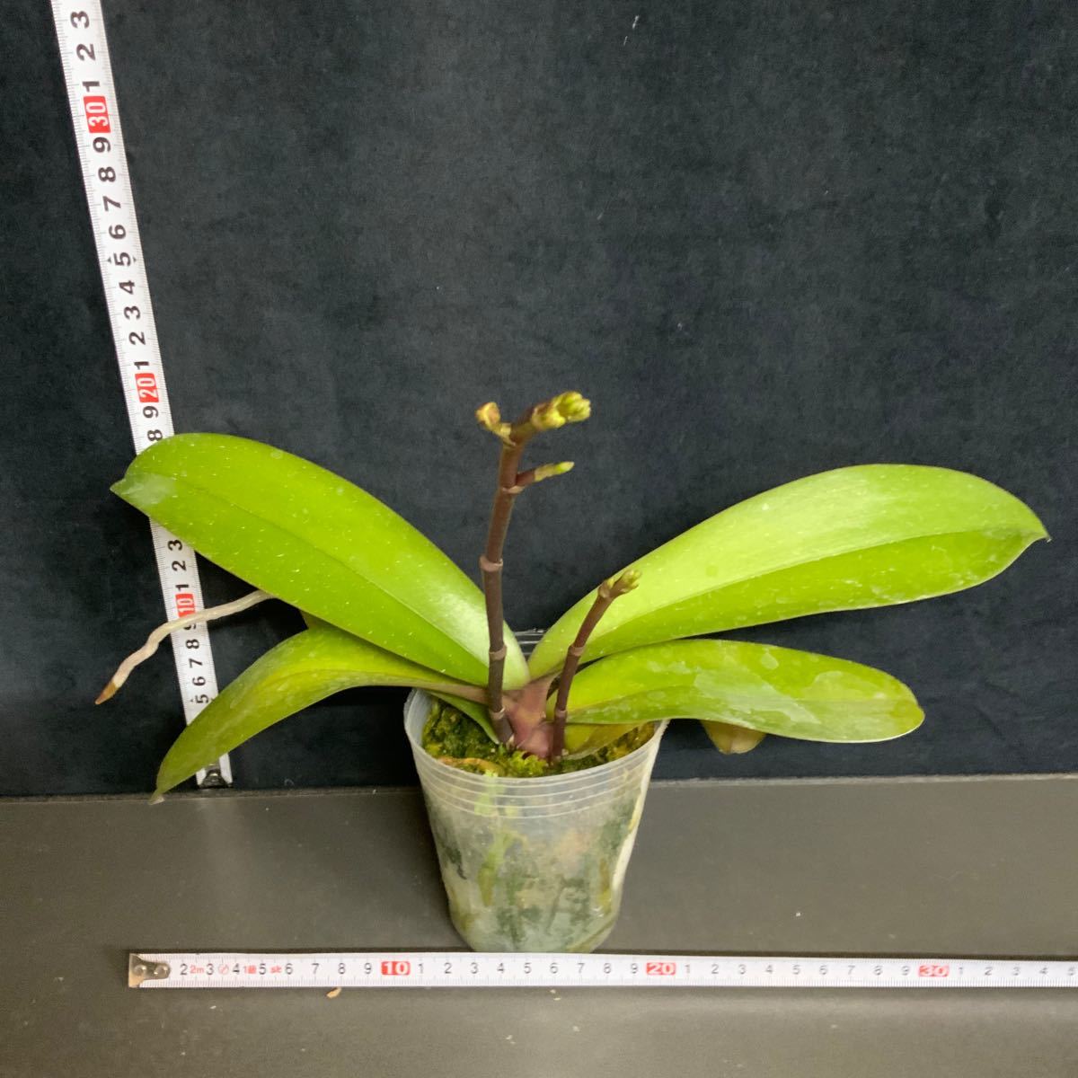 Yahoo!オークション - (^ ^)(453)Phal. Younghome Playing ‘0792’ 花芽...