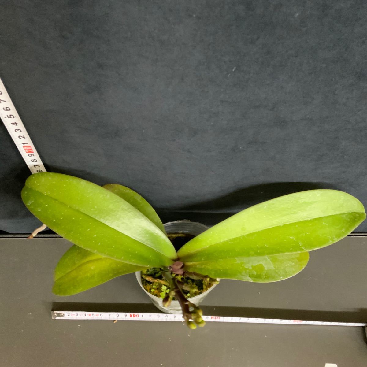 Yahoo!オークション - (^ ^)(453)Phal. Younghome Playing ‘0792’ 花芽...