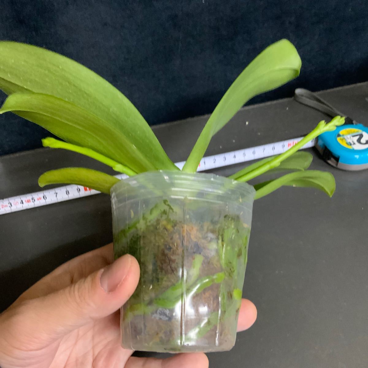 Yahoo!オークション - (^ ^)(642) Phal. Yaphon Perfume '815'