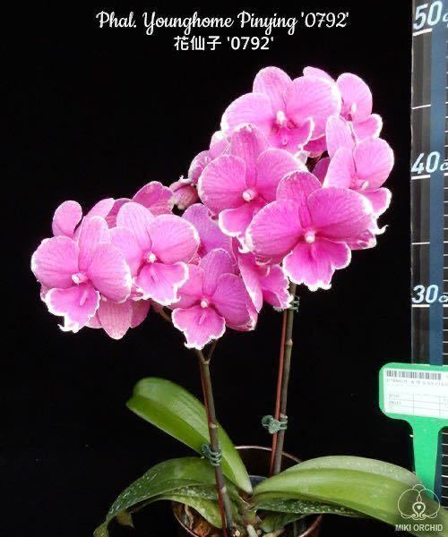 Yahoo!オークション - (^ ^)(453)Phal. Younghome Playing ‘0792’ 花芽...