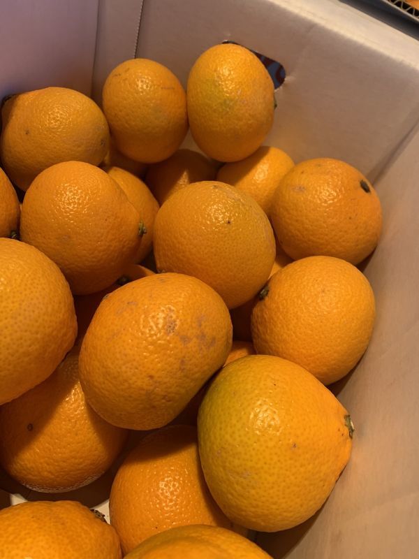 Yahoo!オークション - スイートスプリング 約20kg (S～2Lサイズ・熊本...