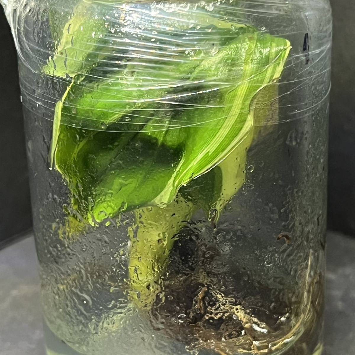 Yahoo!オークション - D-18 Musa nono pink variegata ムサノノ ピンク...