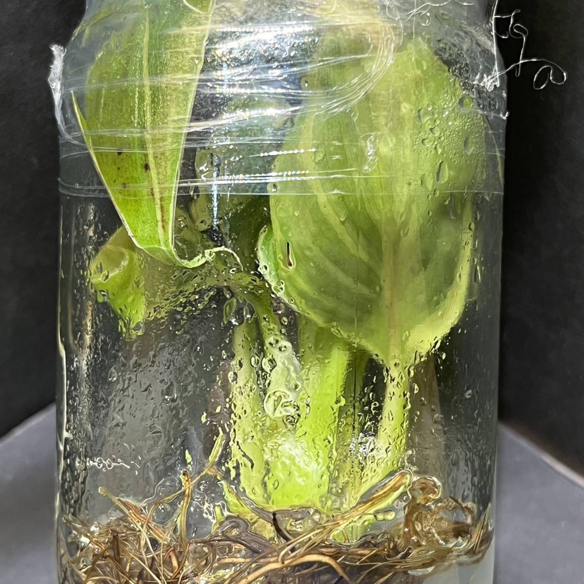 Yahoo!オークション - D-19 ムサノノ ピンク バリエガータ musa nono p...