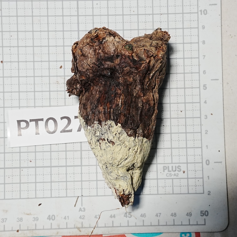 Yahoo!オークション - 【PT027】現地株・ペラルゴニウム・トリステ（冬...