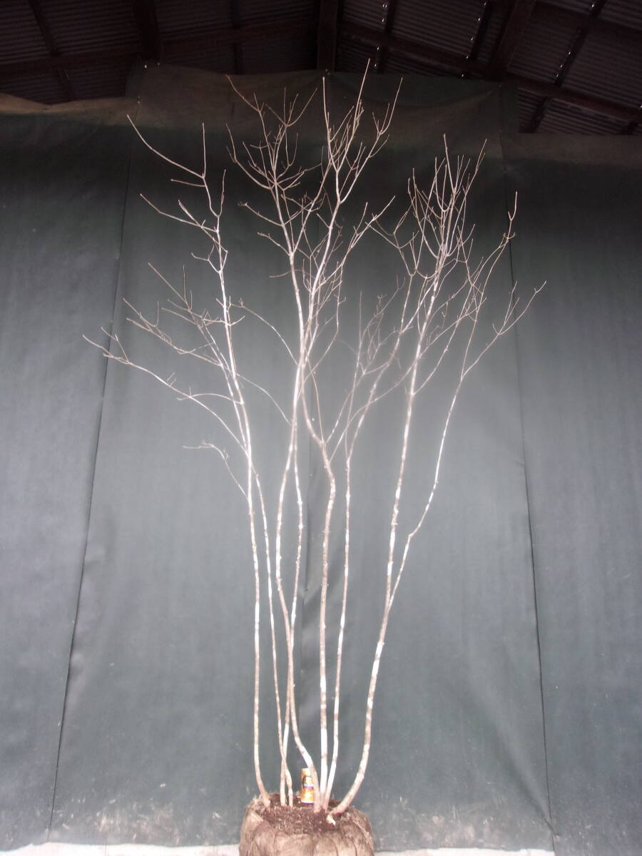 Yahoo!オークション - アオダモ 山取 253