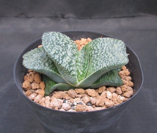 Yahoo!オークション - NGL229 ガステリア 臥牛 NS12 多肉