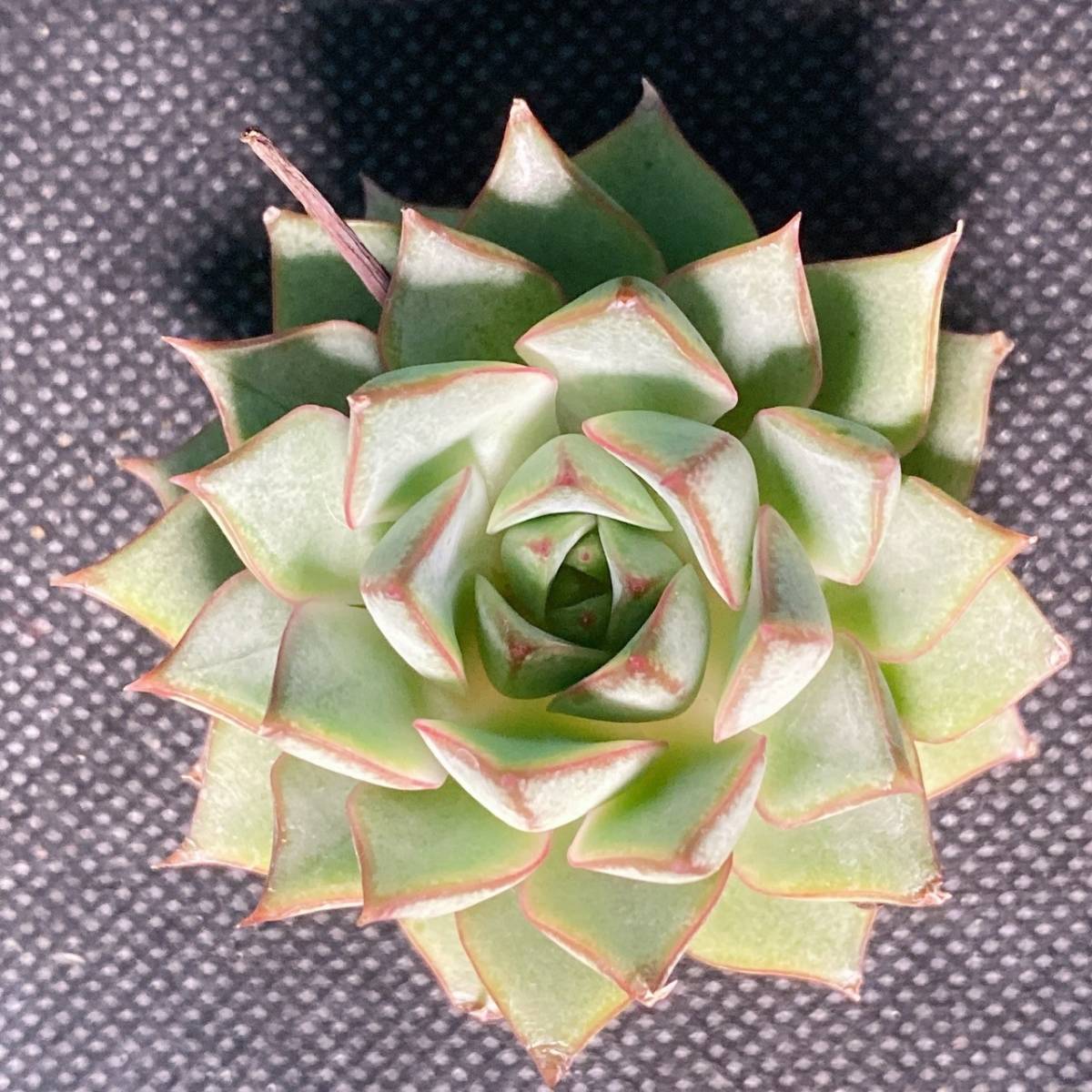 Yahoo!オークション - I21.タトゥー (大和錦交配種) 韓国苗 多肉植物 ...