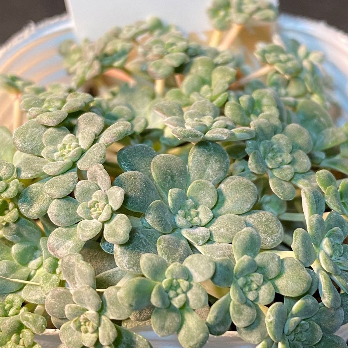 Yahoo!オークション - Z16 白雪姫ミセバヤ スパツリフォリウム セダム...