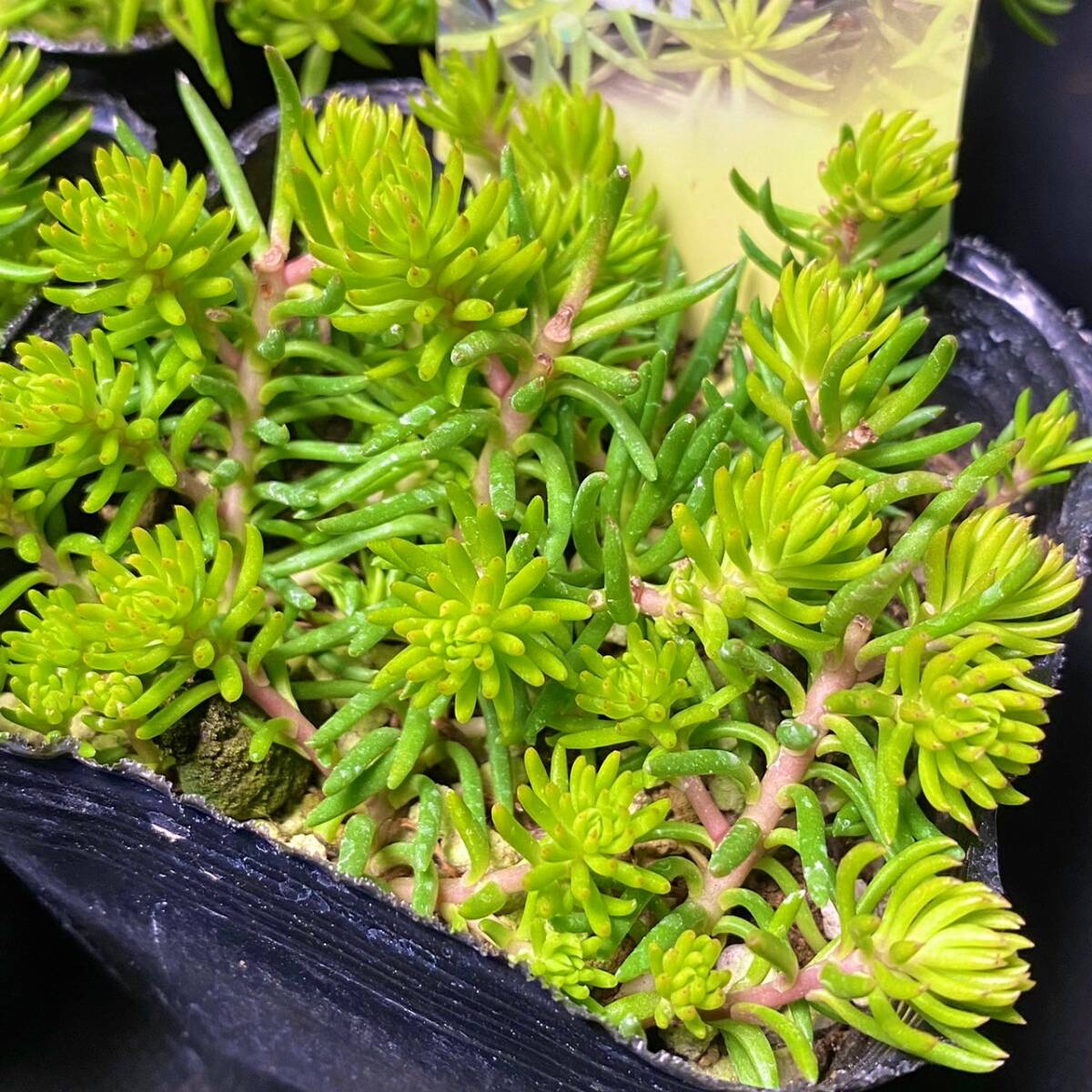 Yahoo!オークション - AA96 セディフォルムゴールド セダム 多肉植物 ...