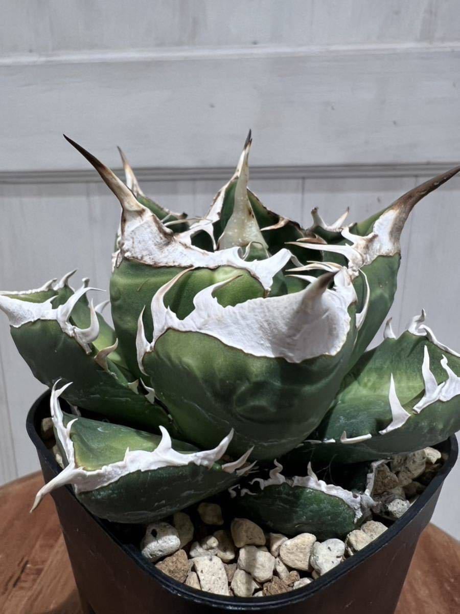 日本代購代標第一品牌【樂淘letao】－Agave titanota no name 名無し⑦ アガベ オテロイ チタノタ (検 invisible ink raw life factory ...