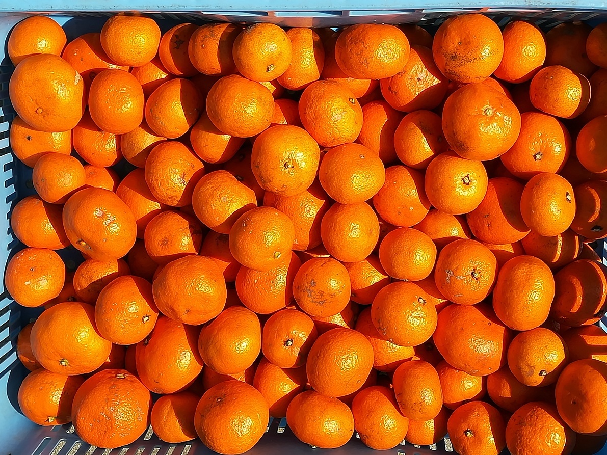 Yahoo!オークション - 10kg