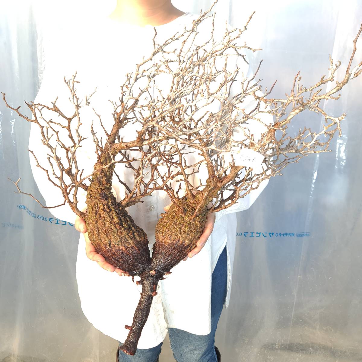 2/6輸入 P051 双頭 ハコネコ オペルクリカリア パキプス Operculicarya Pachypus 塊根植物 観葉植物 未発根(その他)｜売買されたオークション情報、yahooの ...