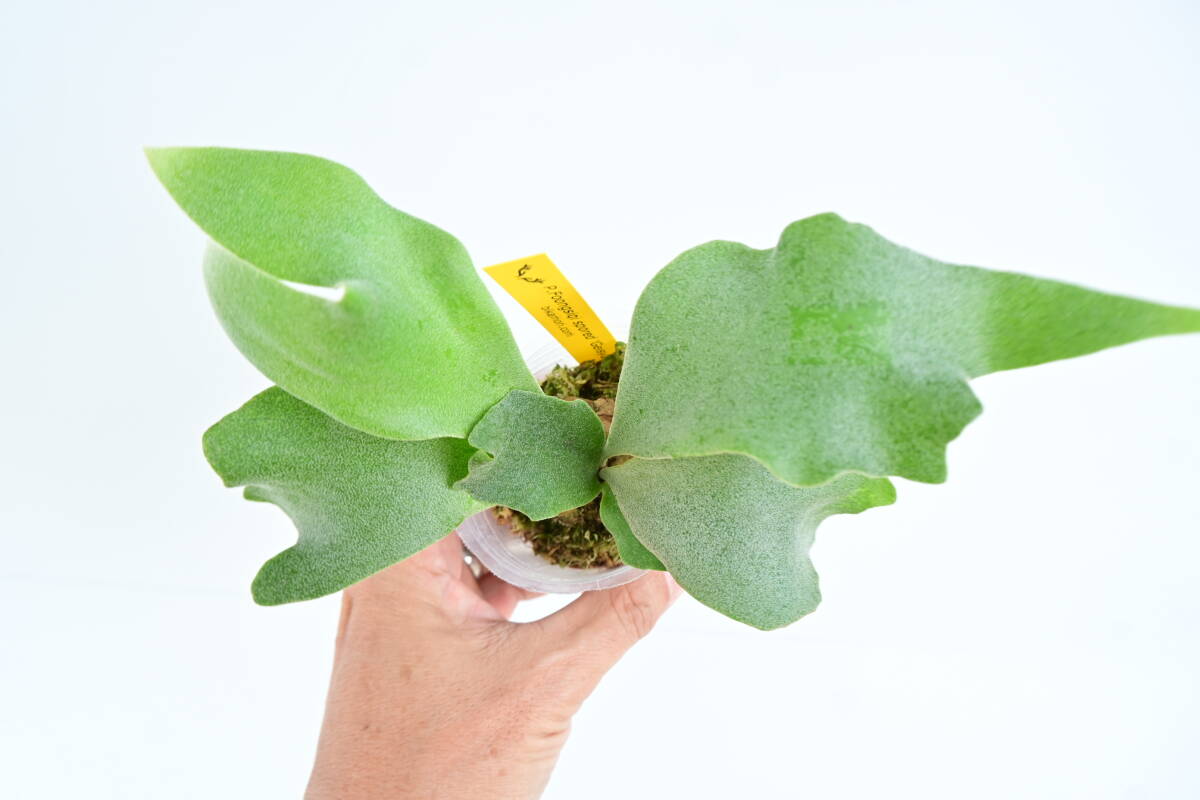 Yahoo!オークション - P.Foongsiqi spored 'Geisya'① @bikamori.com ...