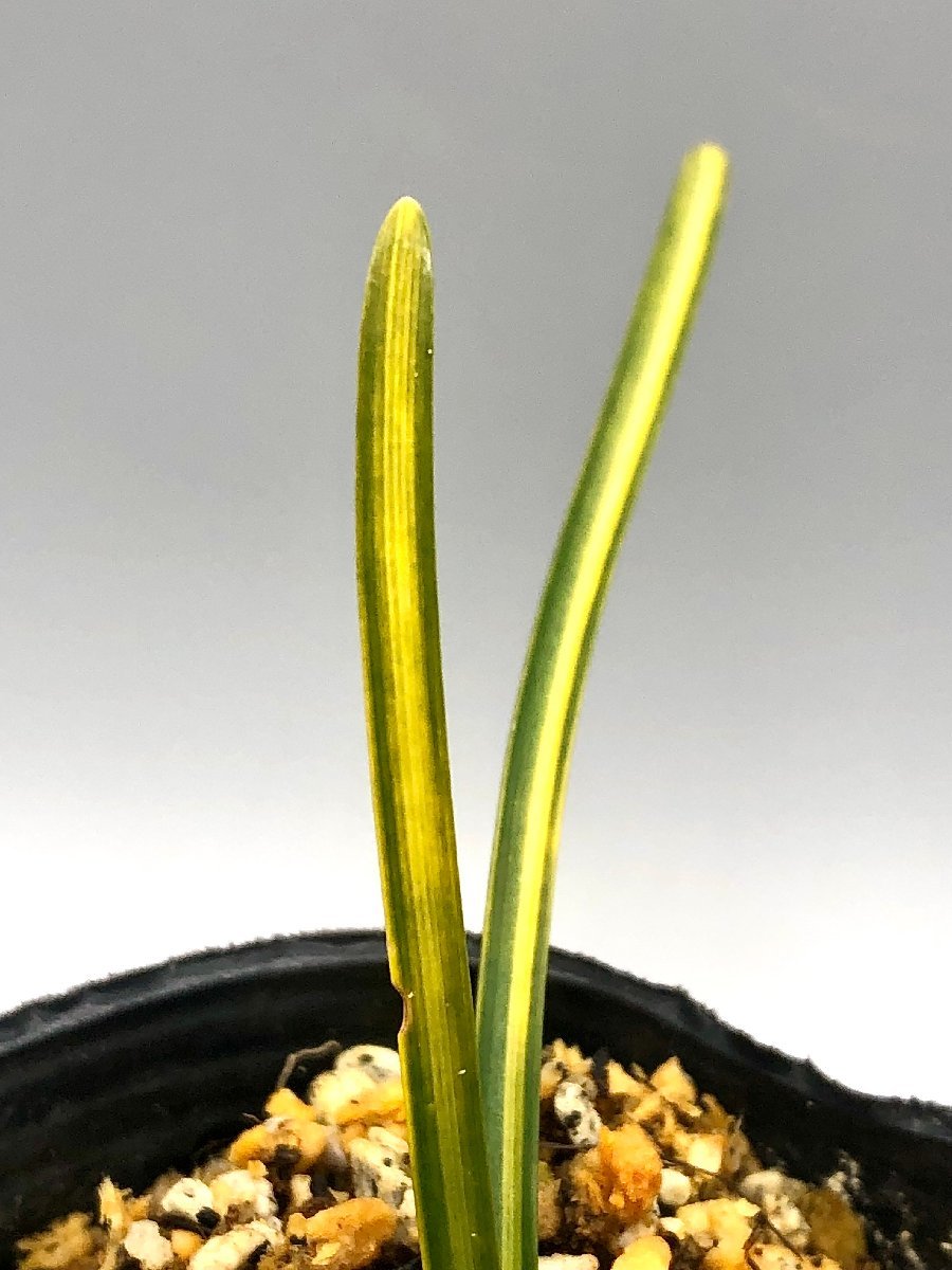 Yahoo!オークション - -G93- ヒガンバナ ‘蜃気楼‘【斑入り】 020802