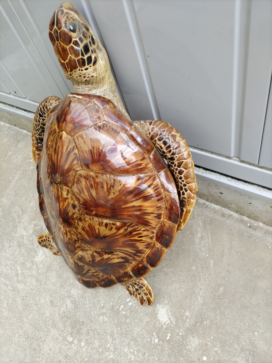 亀 剥製(その他)｜売買されたオークション情報、yahooの商品情報をアーカイブ公開 - オークファン（aucfan.com）