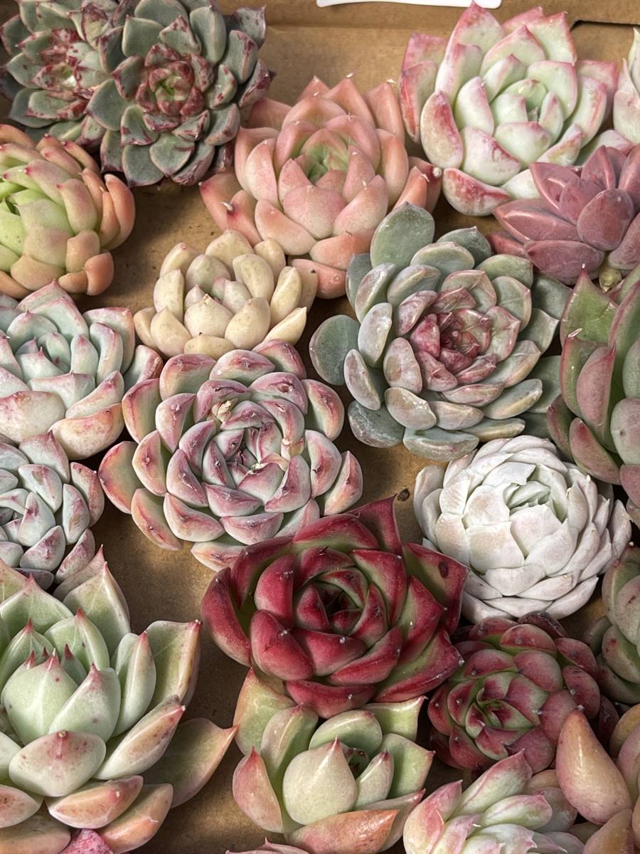 Yahoo!オークション - 38株 Q39株 多肉植物 エケベリア属 Echeveria DC...