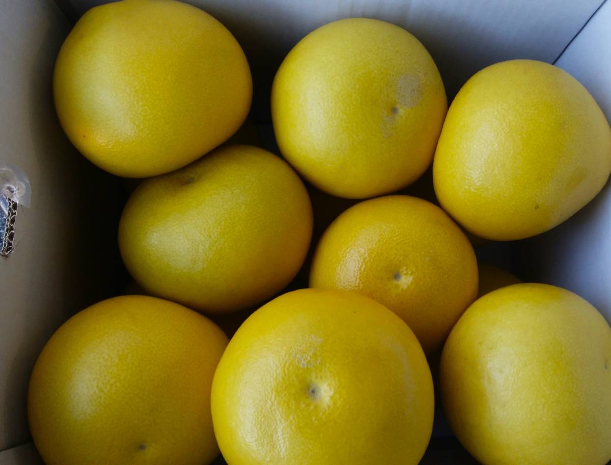 1円 スタート 高知県産 高知ブランド 土佐文旦 4L 5Lサイズ 若葉 約10kg(かんきつ類)｜売買されたオークション情報、yahooの商品情報をアーカイブ公開 - オークファン ...